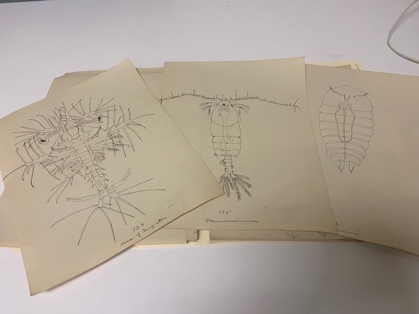 Finding biology in the archives: the Krecker and Romoser collections ...
